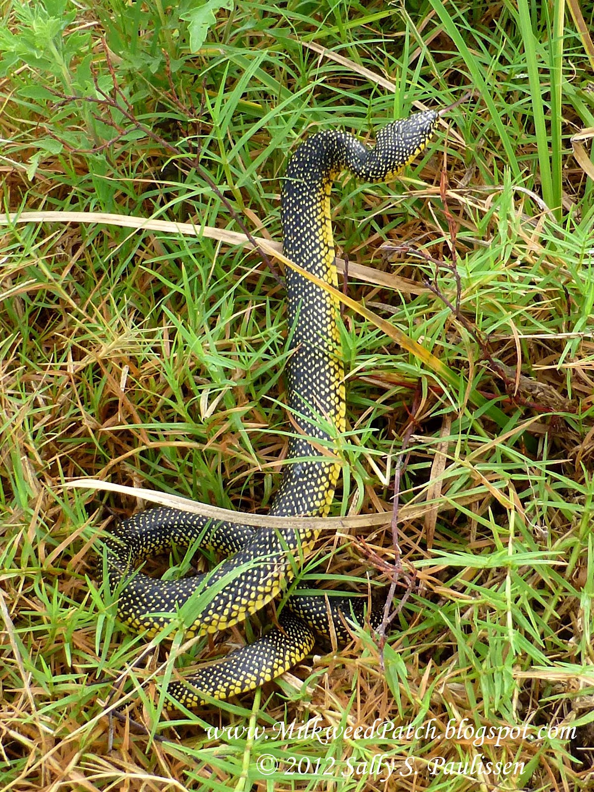The Milkweed Patch: Speckled Kingsnake