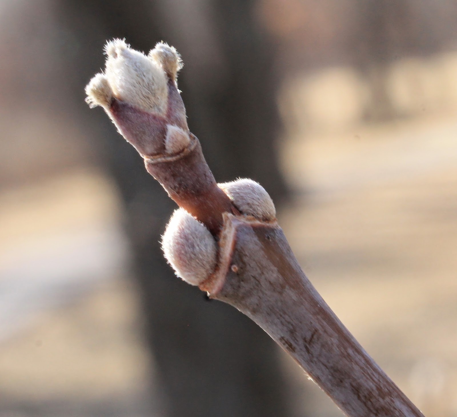 Nature Devotions : March 2015