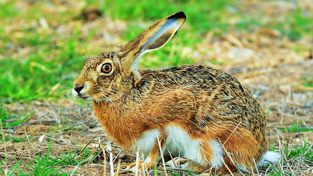 La Reina de la Velocidad "La Liebre"