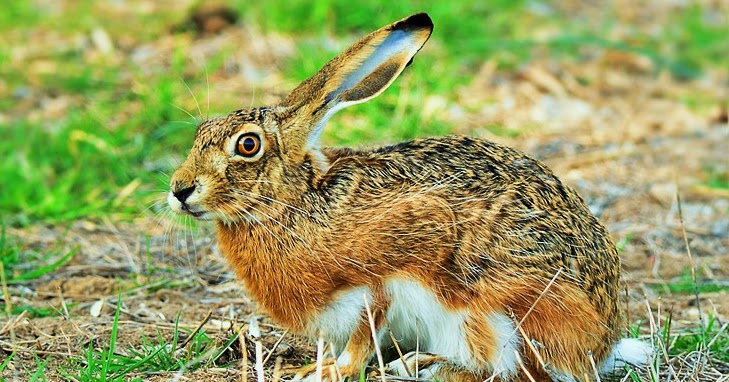La Reina de la Velocidad "La Liebre"
