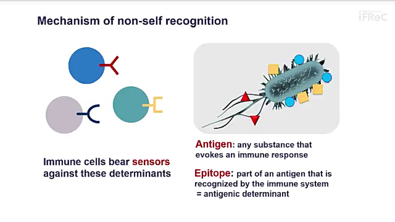THE IMMUNE SYSTEM NEW DEVELOPMENTS IN RESEARCH (RECOGNIZING INVADERS)