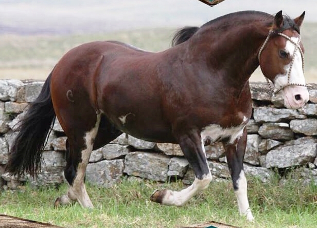 Banderas de Argentina y de todo el mundo: Un equipo emblema de nacionalidad