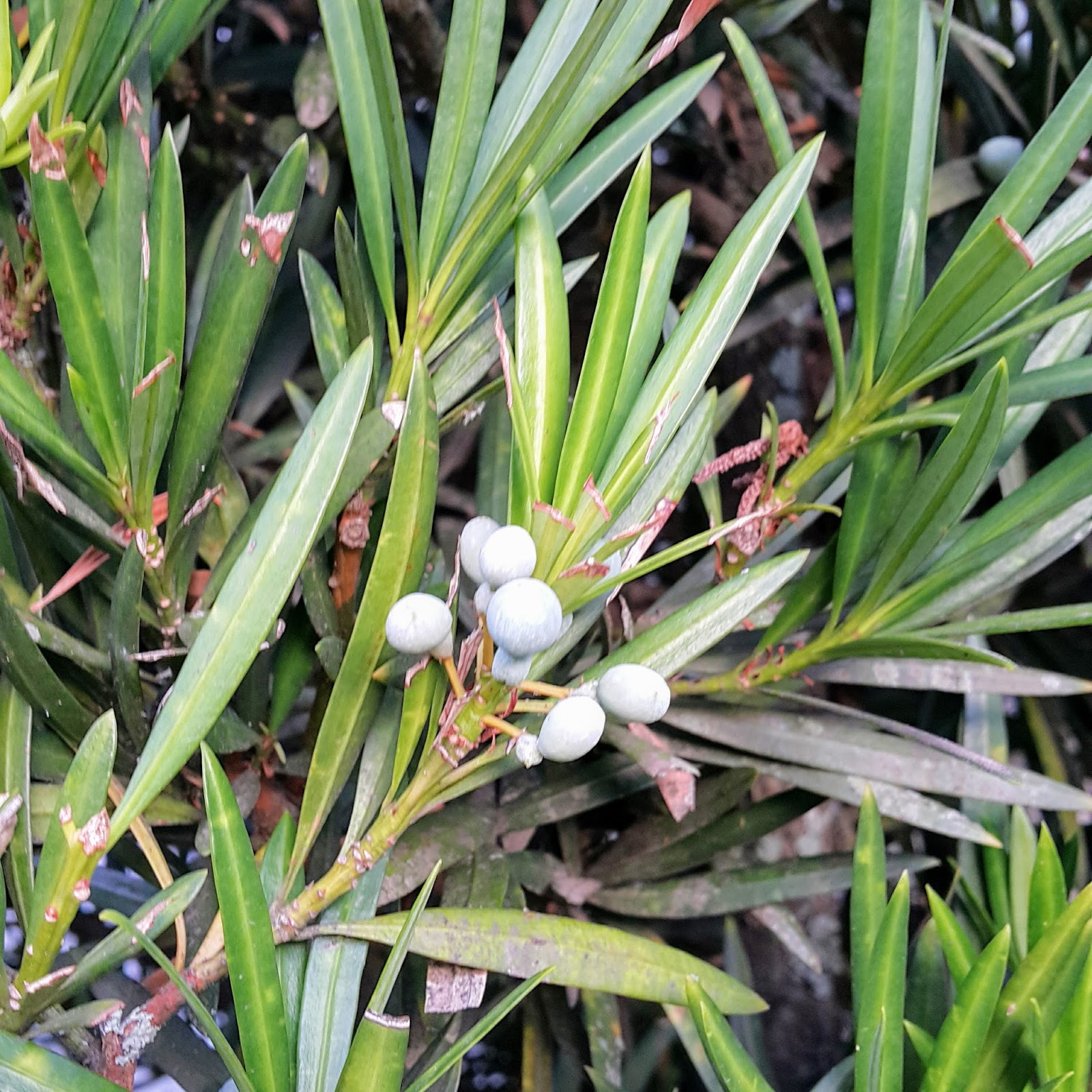 "Verdade//aspas" : 👪 Podocarpaceae (Podocarpus macrophyllus)