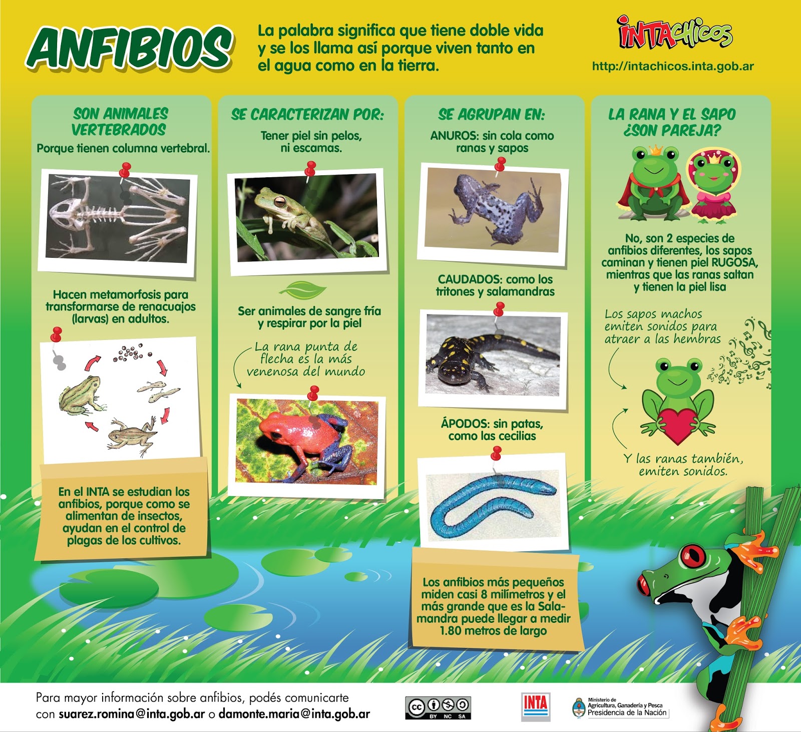ANFIBIOS ~ El blog de Montevil 3ºB