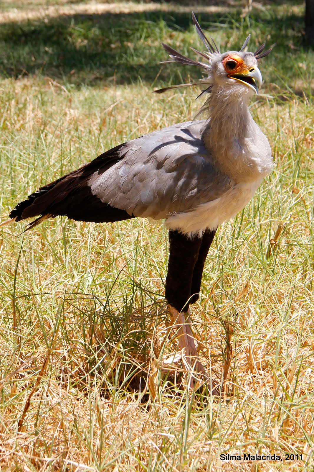 Ciclistas Observadores de Pássaros: Ave Serpentária ou Ave Secretária