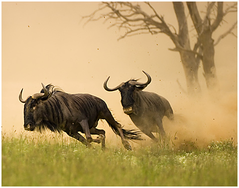 Wildebeest | The Life of Animals