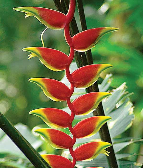 Bandera de “Flor de Patujú” es símbolo de Santa Cruz | Notas Historicas ...