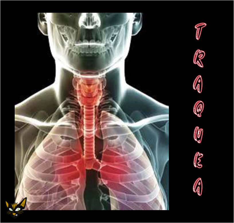 Zarampagalegando: Dicionario visual. Traquea