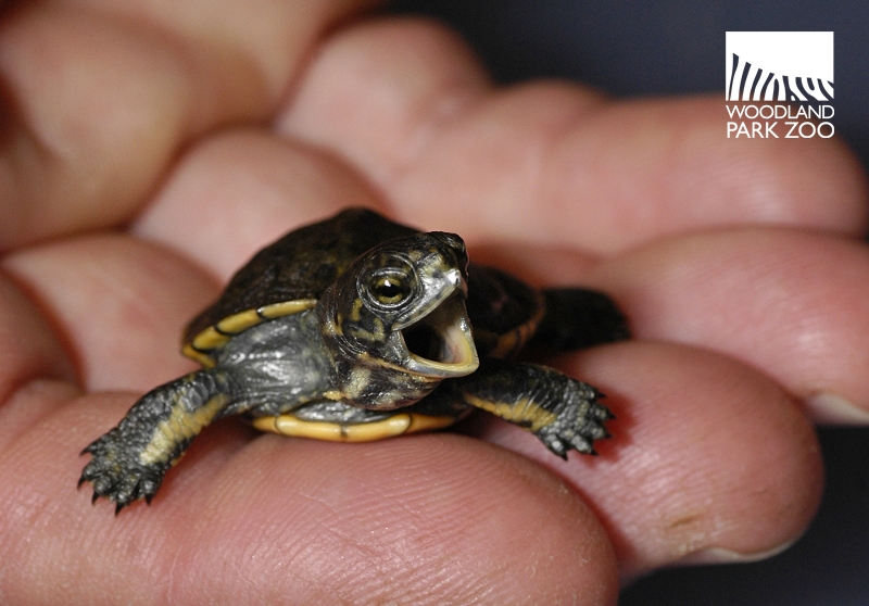 Big day for a little turtle