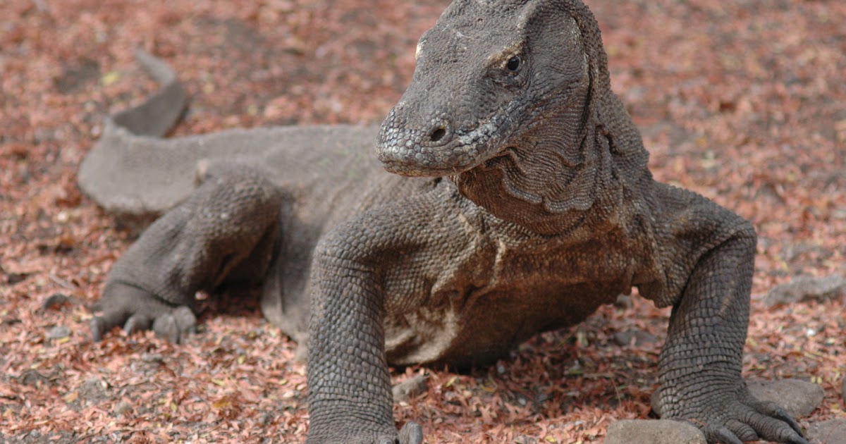 Informaciones Mundiales: Dragón De Comodo