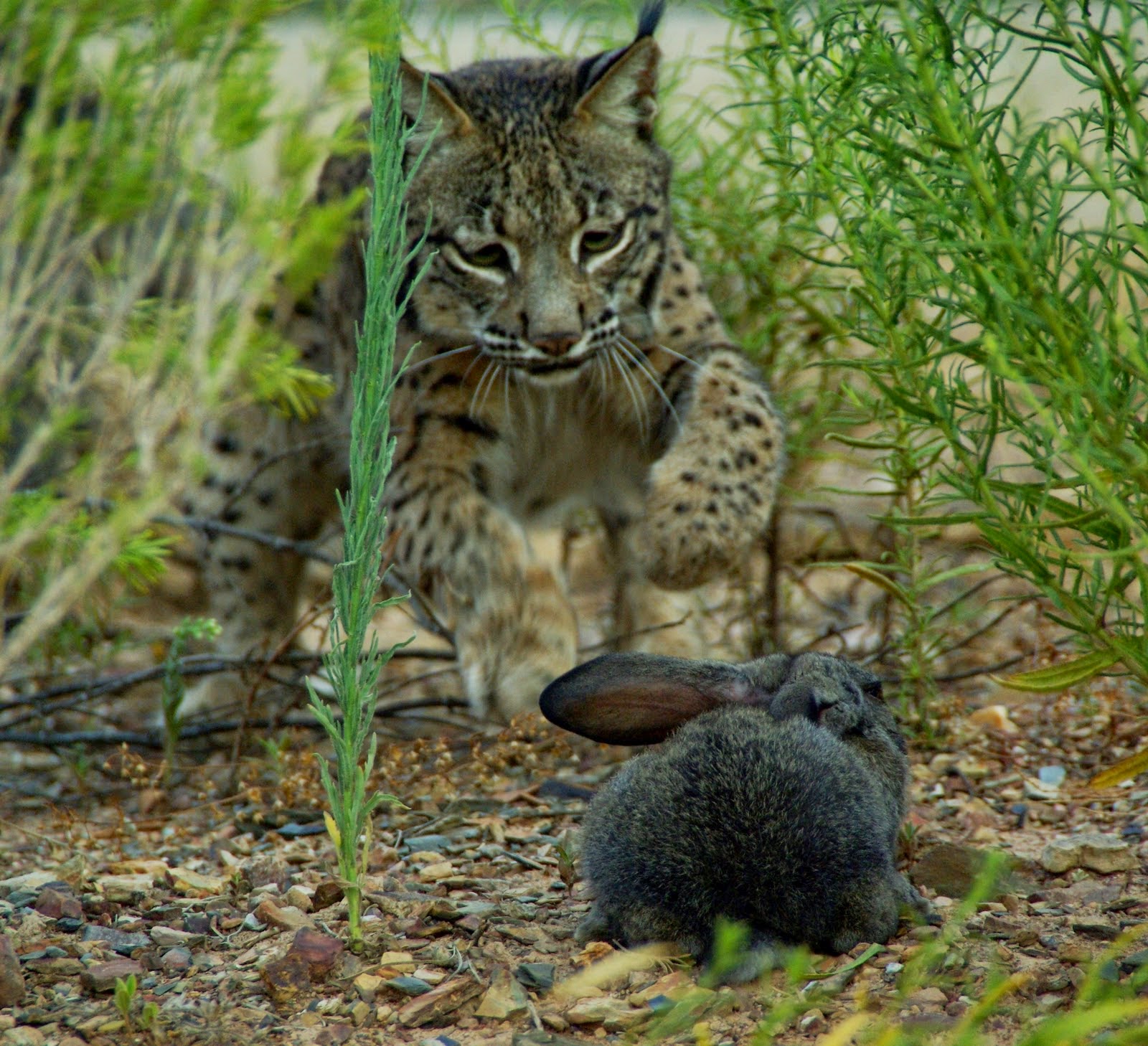Le lynx pardelle: Alimentation