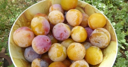 ...COQUELICOTS, COQUILLAGES...et BELLES PAGES