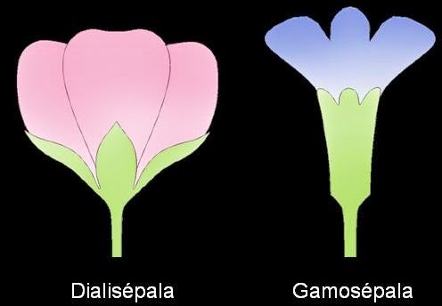 Tarepaso: Reproduccion de las plantas