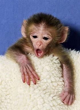 Cute Baby Monkey Wallpapers Free Download - Wallpapers Photosz