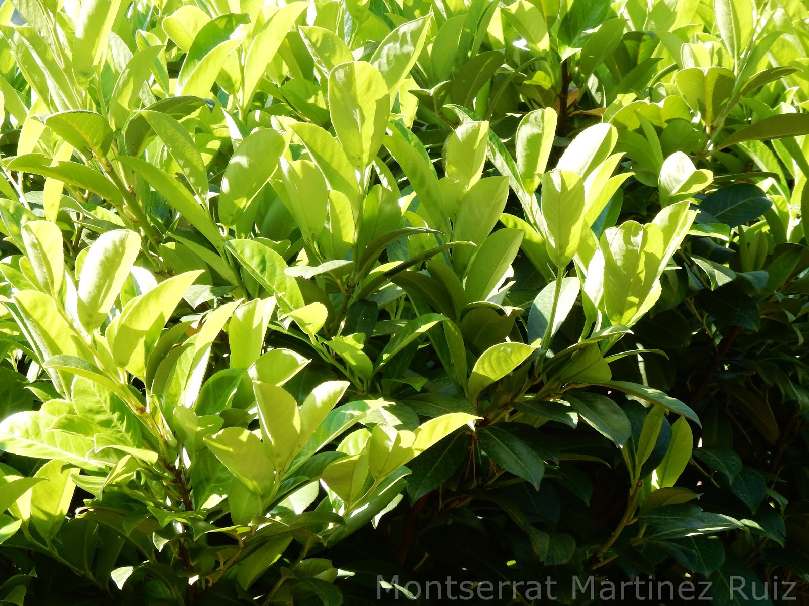 LAUREL CEREZO o LAUREL REAL - BOTÀNIC SERRAT