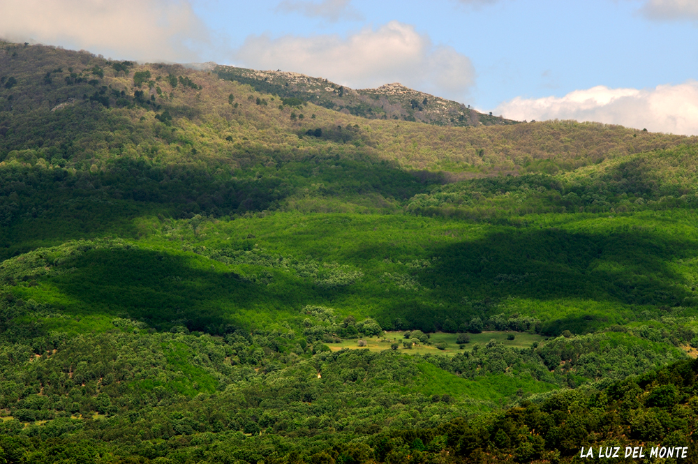 la luz del monte: LOS MONTES HISTÓRICOS EN EL LIBRO DE LA MONTERÍA DE ...