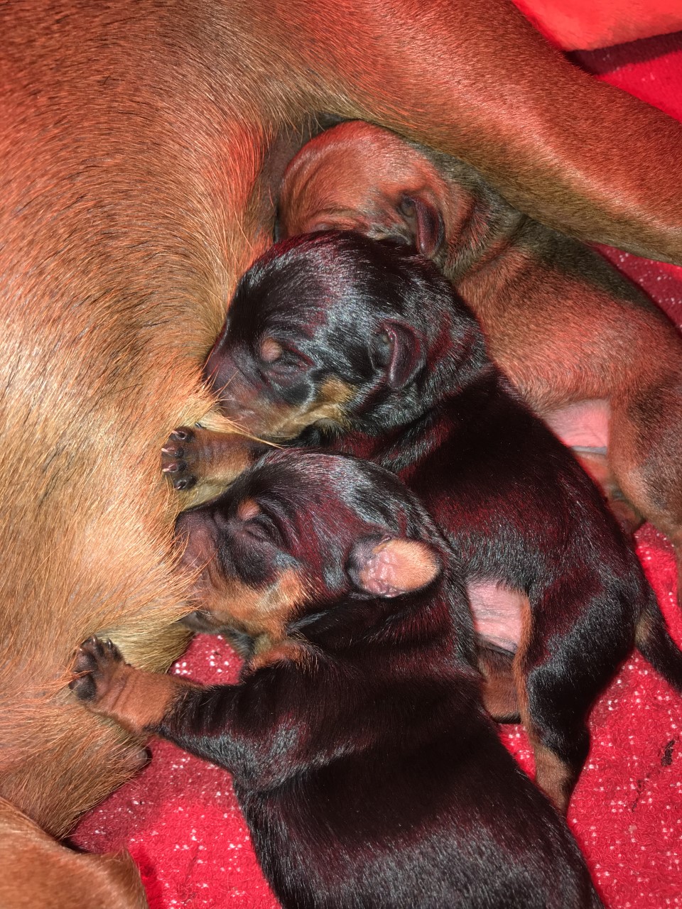 Criadores de Pinscher Miniatura: Cachorros Disponibles