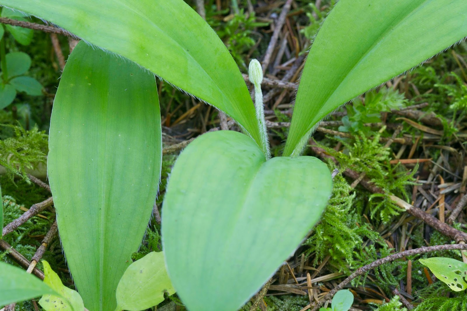 NWflora: Queen's Cup, Clintonia uniflora