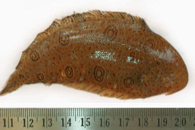 Artes de Pesca: PLEURONECTIFORMES