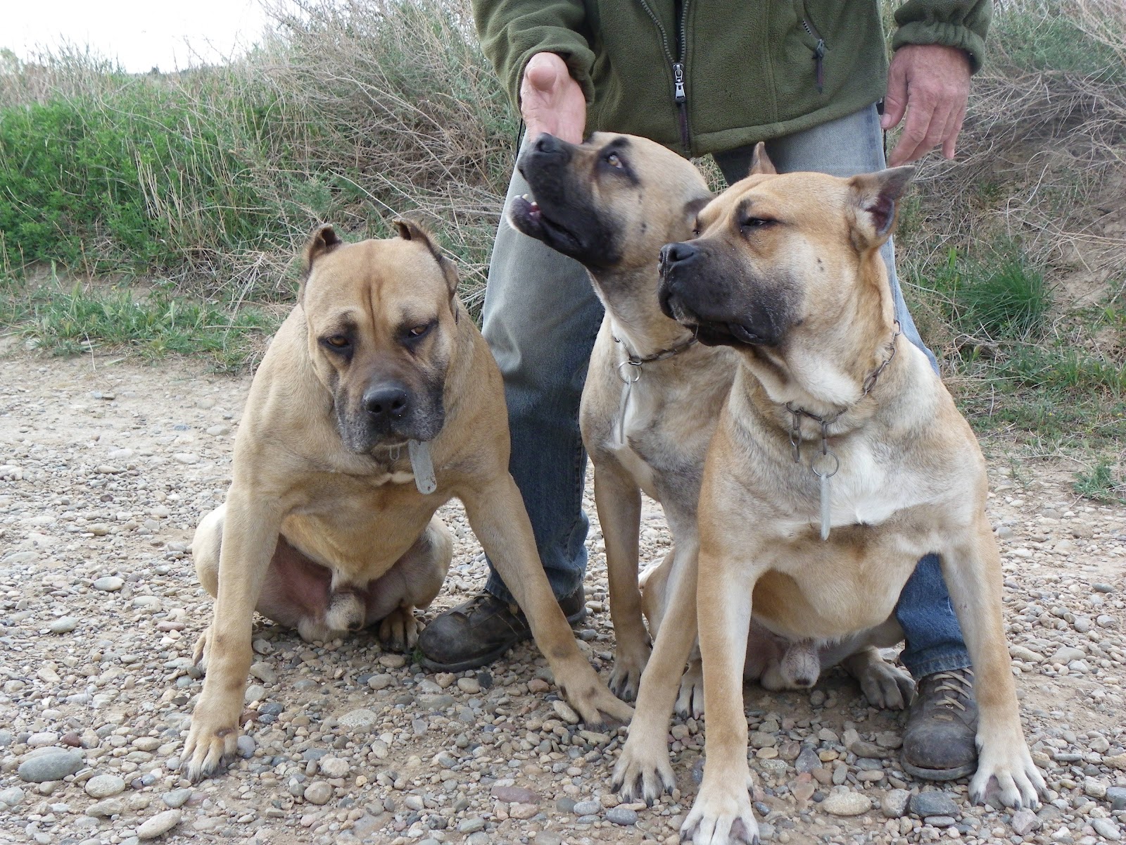 Alano Español Niebla de Guara: PORQUE ALANOS FUNCIONALES TESTADOS EN EL ...