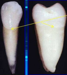 morfologia dental : morfologia