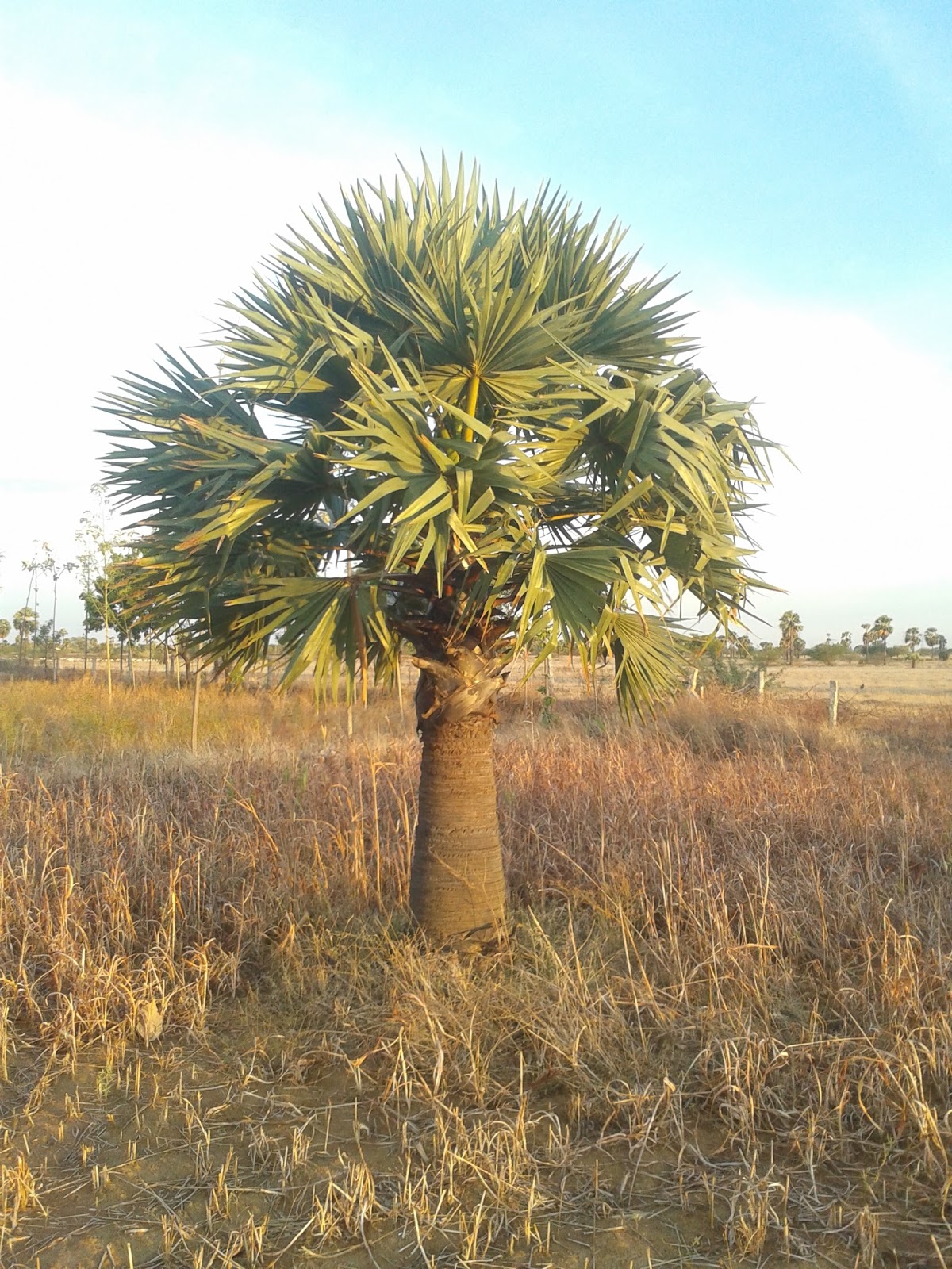 My Pictures Library : Palm Tre e ,(Panaimaram),