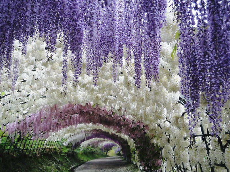 Bronte : Kawachi Fuji Gardens Kitakyushu (Japon)