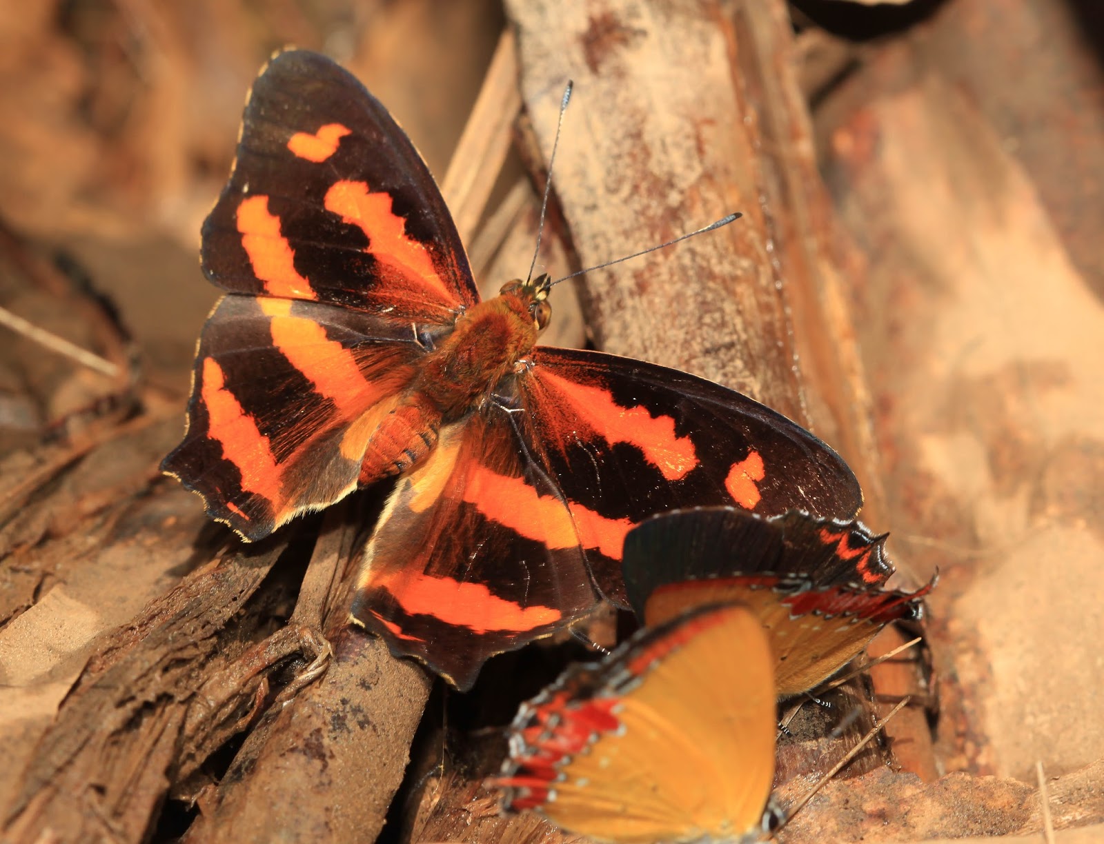 Butterflies of Vietnam: 36. Symbrenthia hypselis cotanda (The Himalayan ...