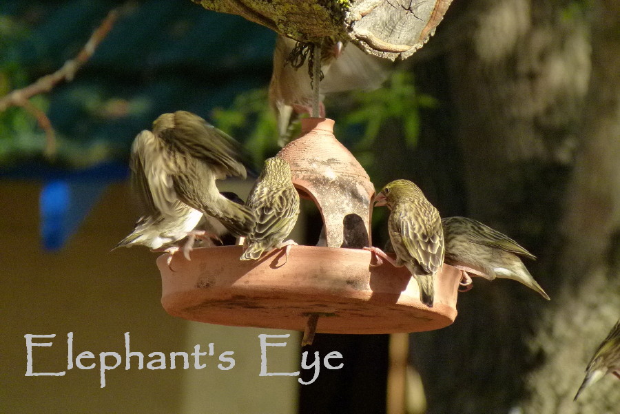 Elephant's Eye: Spirulino our rescued sparrow and friends