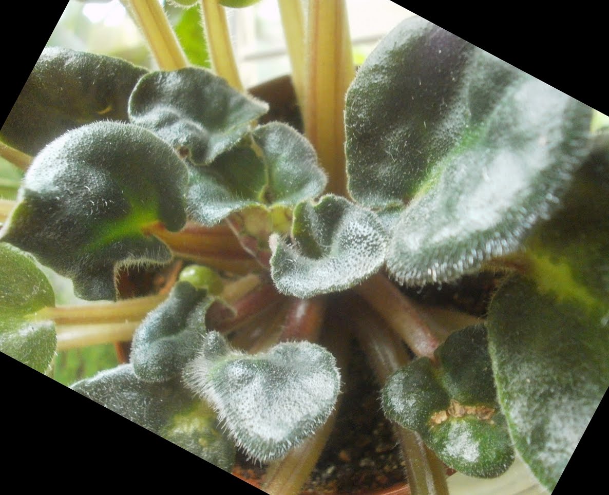 Plants are the Strangest People: 06/01/2011 - 07/01/2011