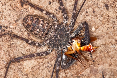 Guabá ~ Curiosidades y Mas