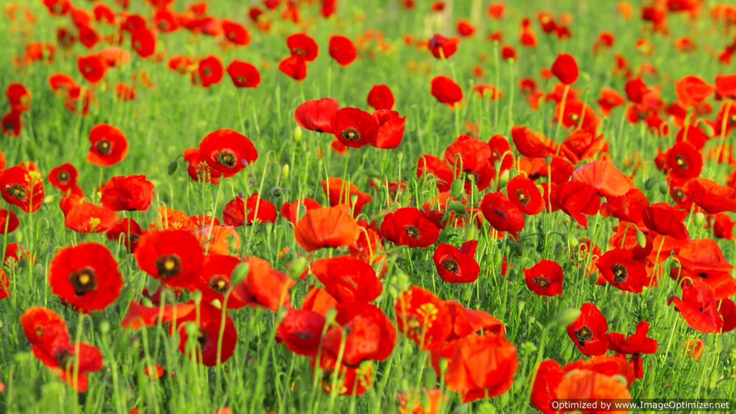 Poppy Flower Desktop Wallpaper | Free Hd Wallpaper