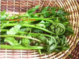 Benefits Of Fern - Life Is Beautiful