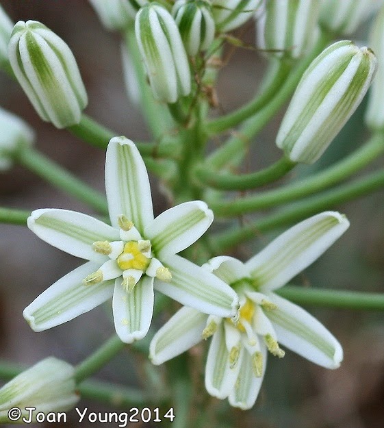 Natures World of Wonder: Slime Lily (Albuca seineri)