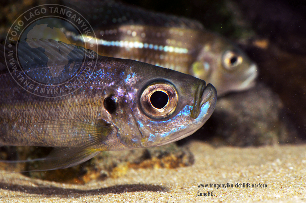 Tanganyika , un mundo a parte.: fichas