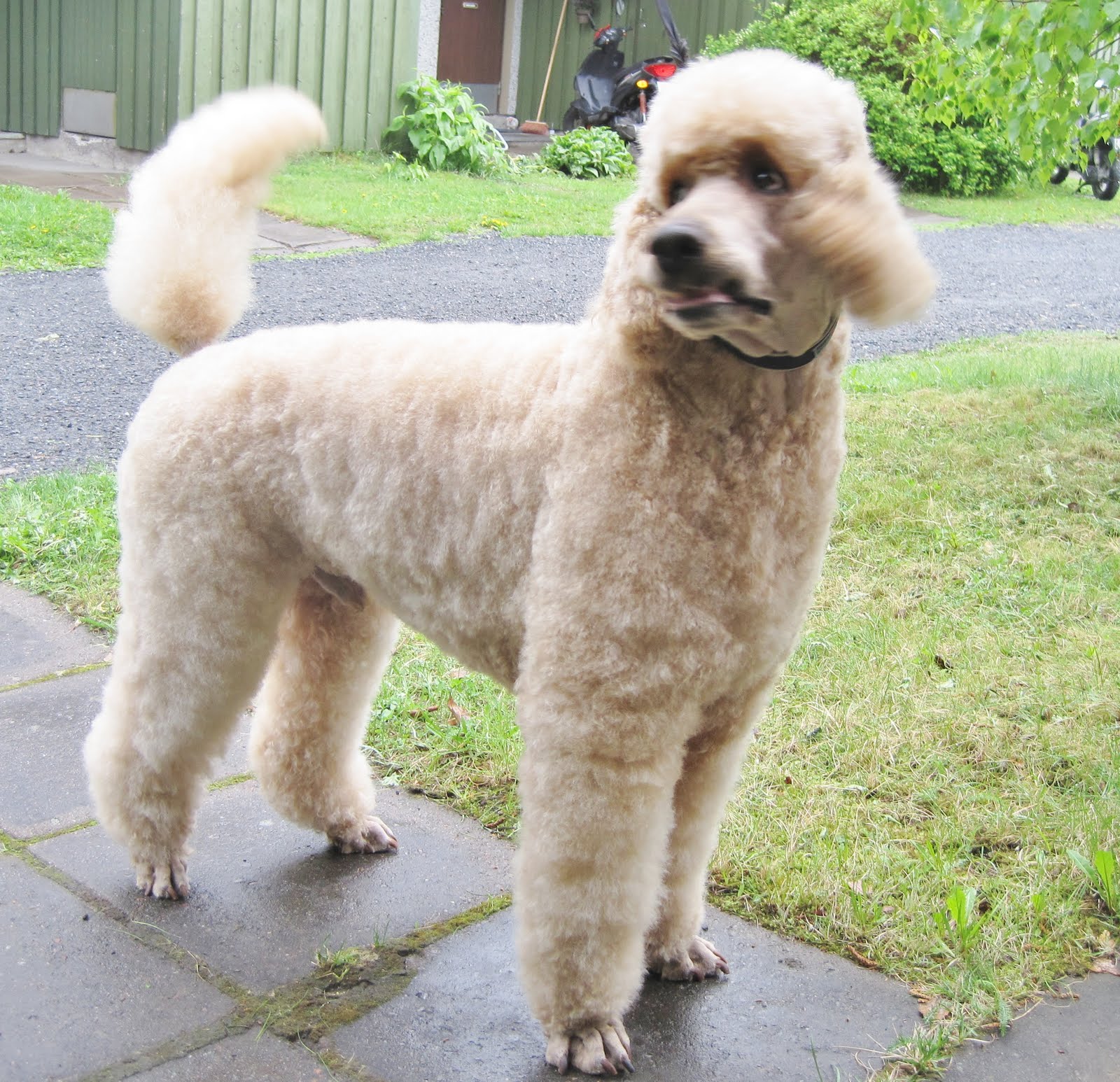 Siisti Sessu: Villakoirat