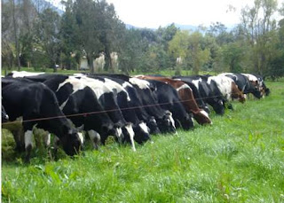 Agronomía en La Pampa.: Calculo y manejo en Pastoreo Controlado III ...
