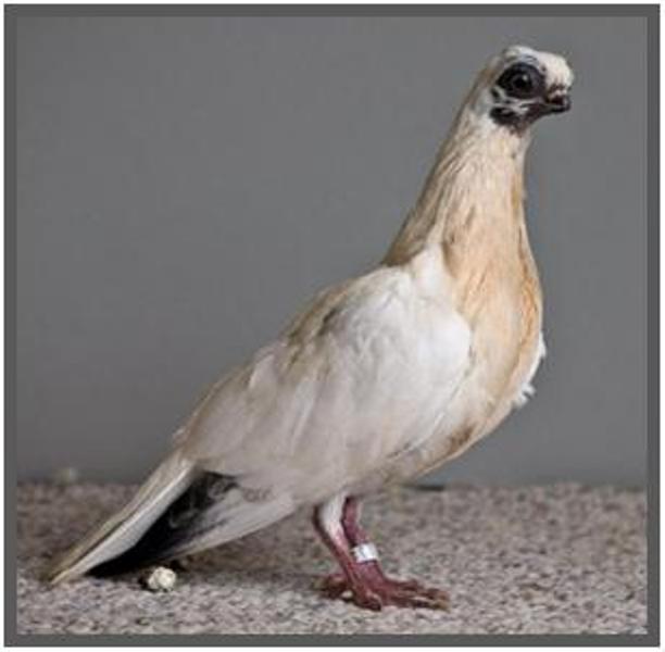 Polish Masciuch Tumbler | BD PIGEONS