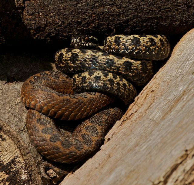 British Wildlife Centre ~ Keeper's Blog: Adder Identification
