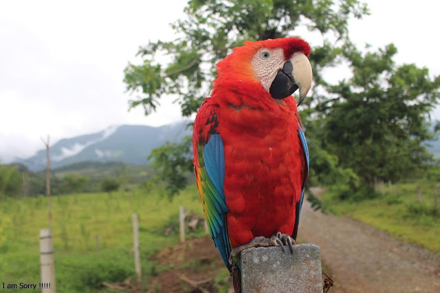 La guacamaya más famosa de Colombia es llanera | Agenda Hoy