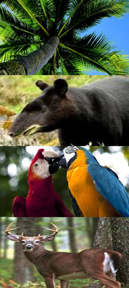 BIOMAS DE LA TIERRA : Biomas de Venezuela