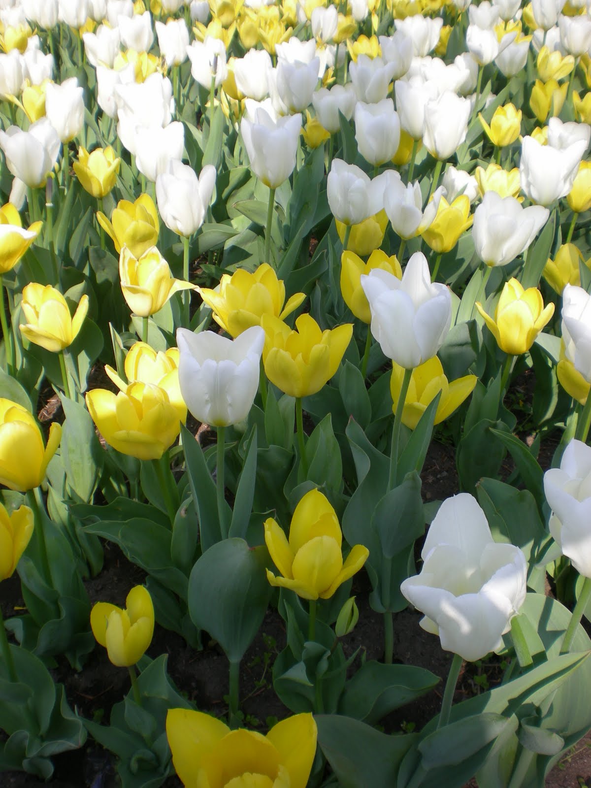 Tabloid & Testimony: 17 April 2011- Vienna, Austria the ultimate City ...