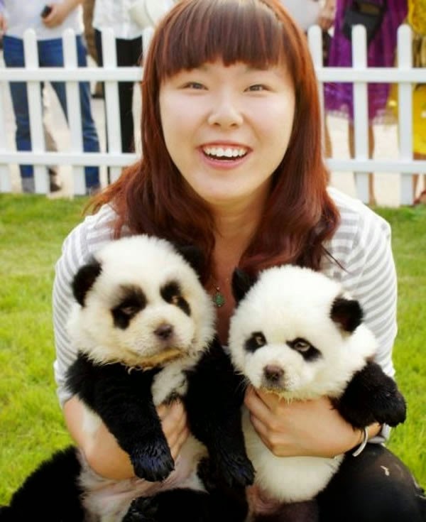 Animal Click: Los Pandogs