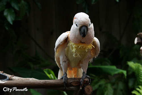 Keanekaragaman Burung yang ada di Bumi: Jenis-Jenis kakaktua