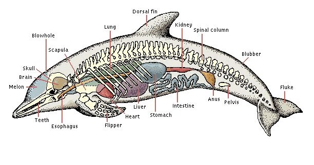Learning About Dolphins: Inside a Dolphin