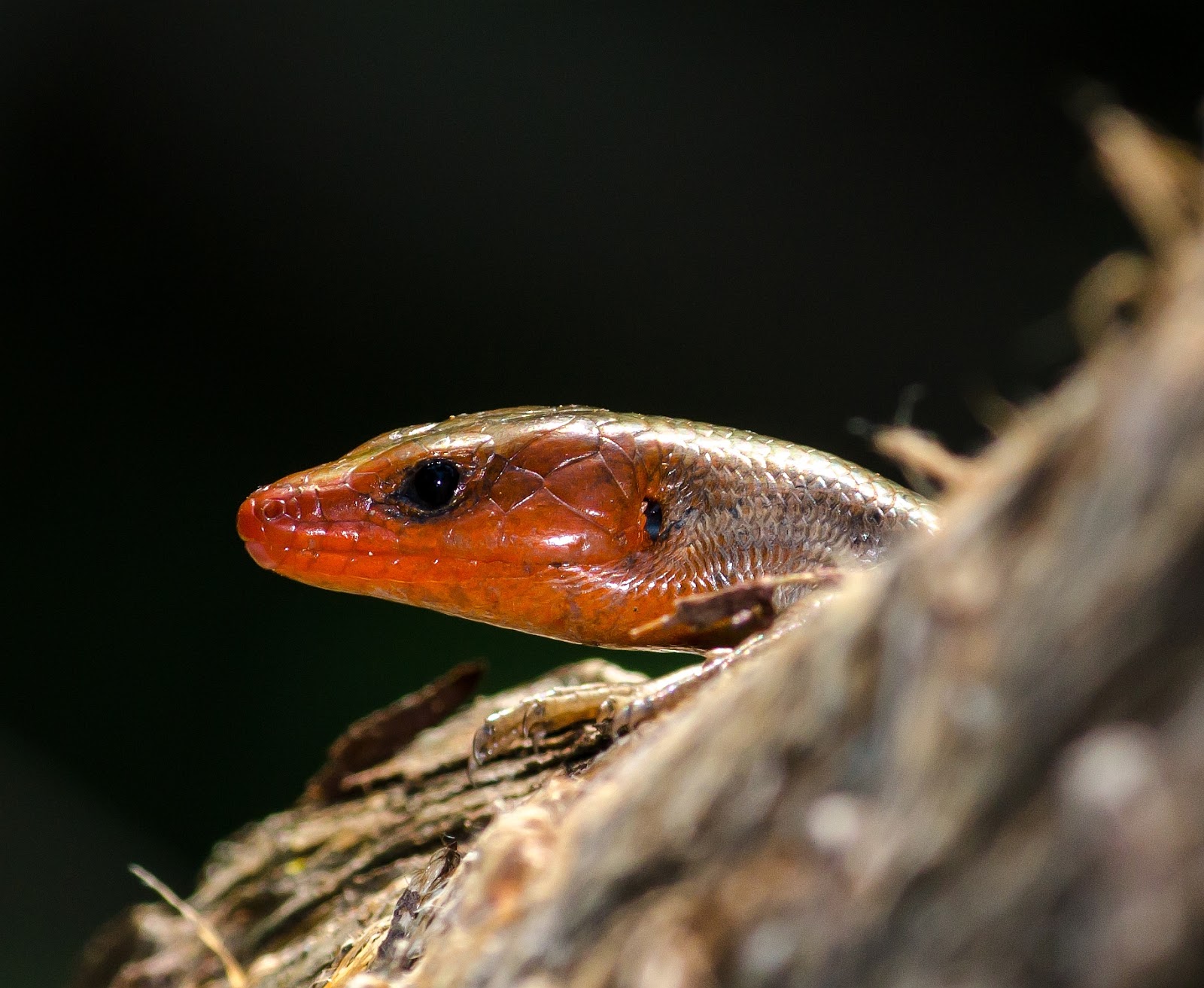 On the Subject of Nature: Five-Lined Skink!