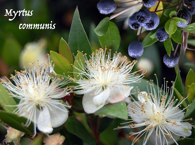 Intelliblog: THE MYRTLE - MYRTUS COMMUNIS