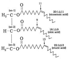 MAKALAH Biokimia : Lipid