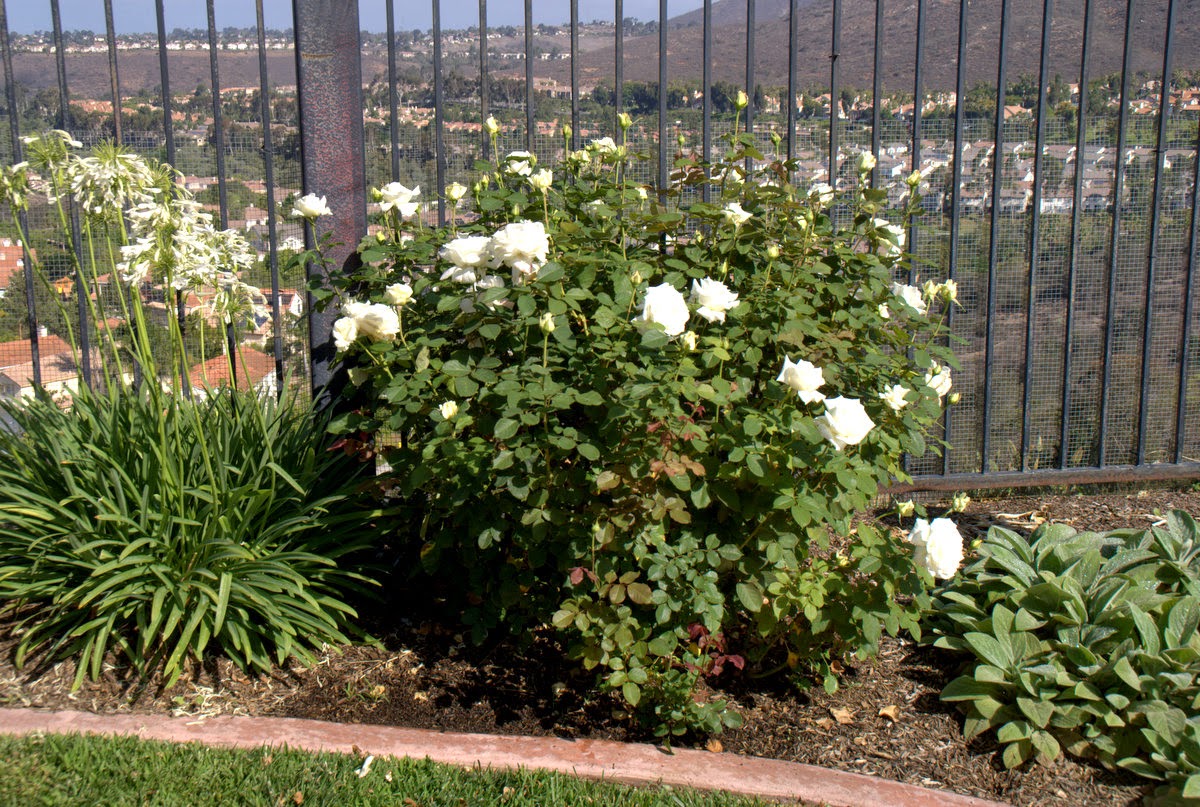 Organic Garden Dreams: June Roses