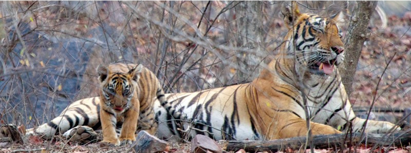 Indian Tiger Diaries: Sultan (T 72) - The Wandering Prince